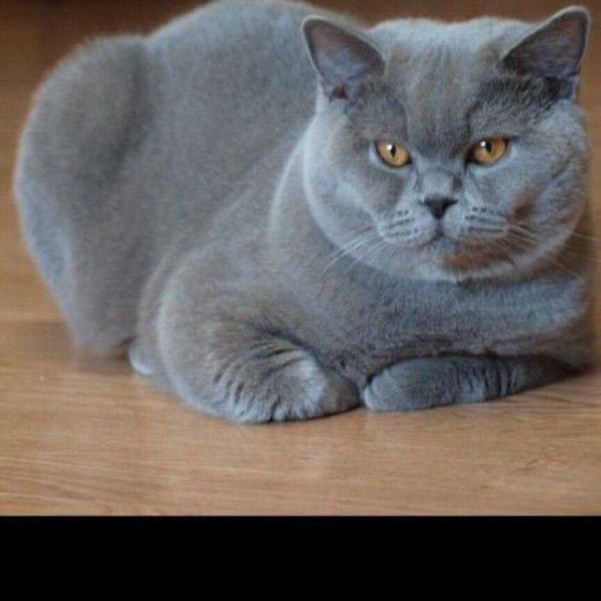 Шотландский кот в хорошие руки