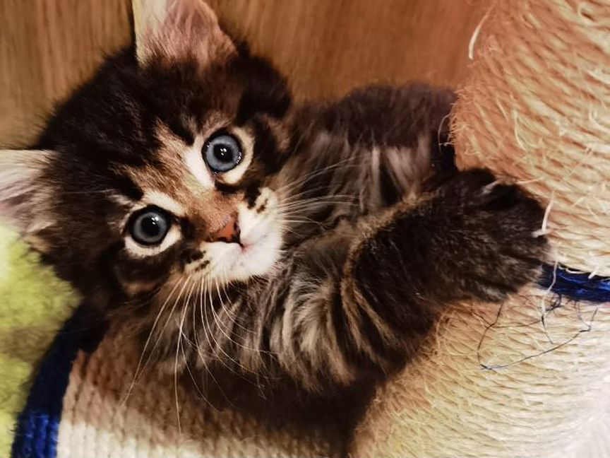 Котята
