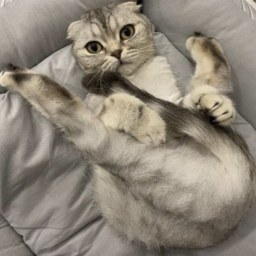 Кошечка в добрые руки