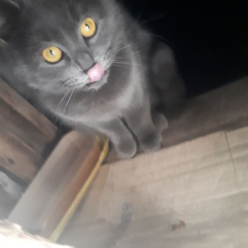 Кошка
