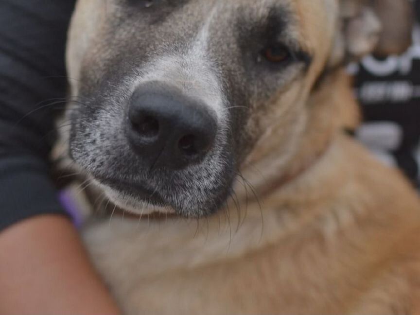 Собака в добрые руки