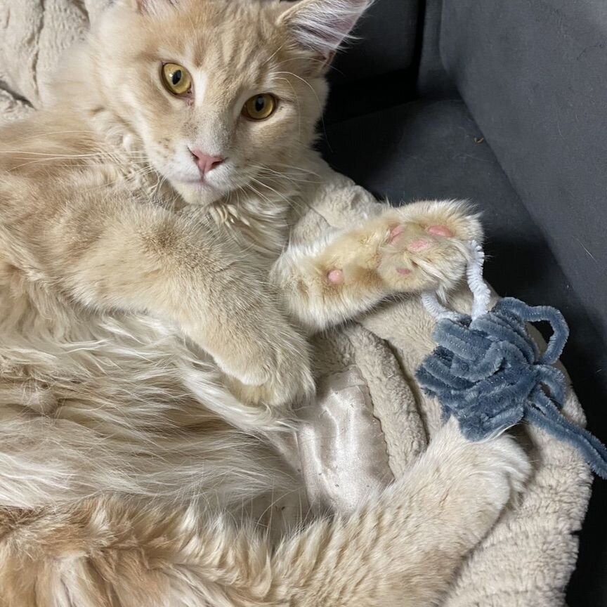 Вязка котов мейн-кун