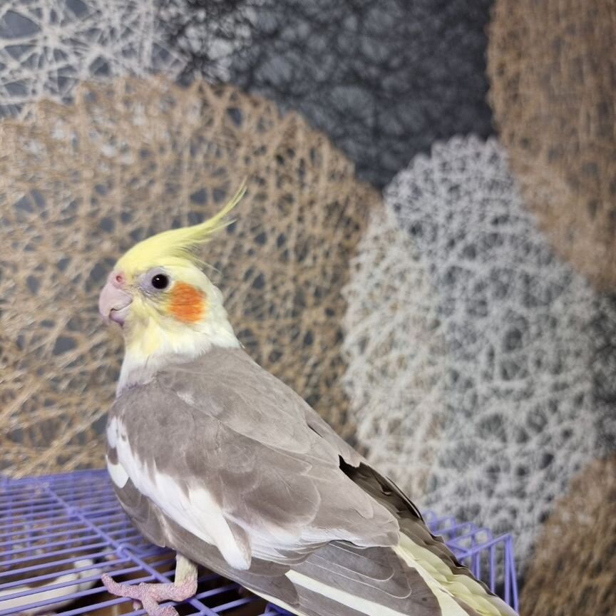 Попугай корелла Девочка