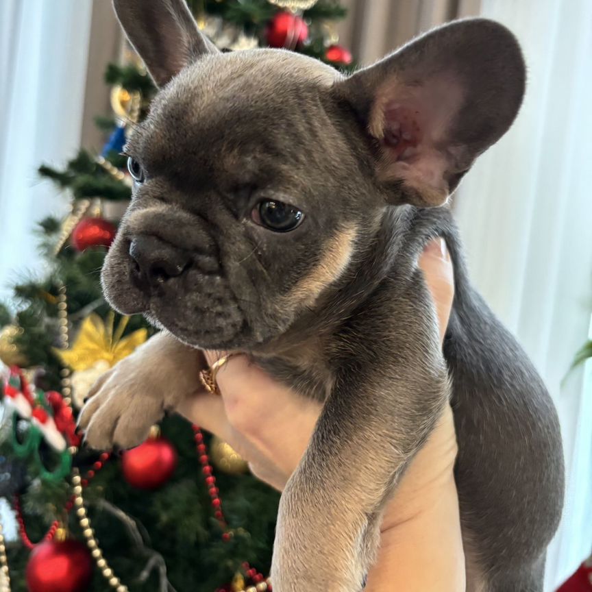 Французский бульдог, щенок