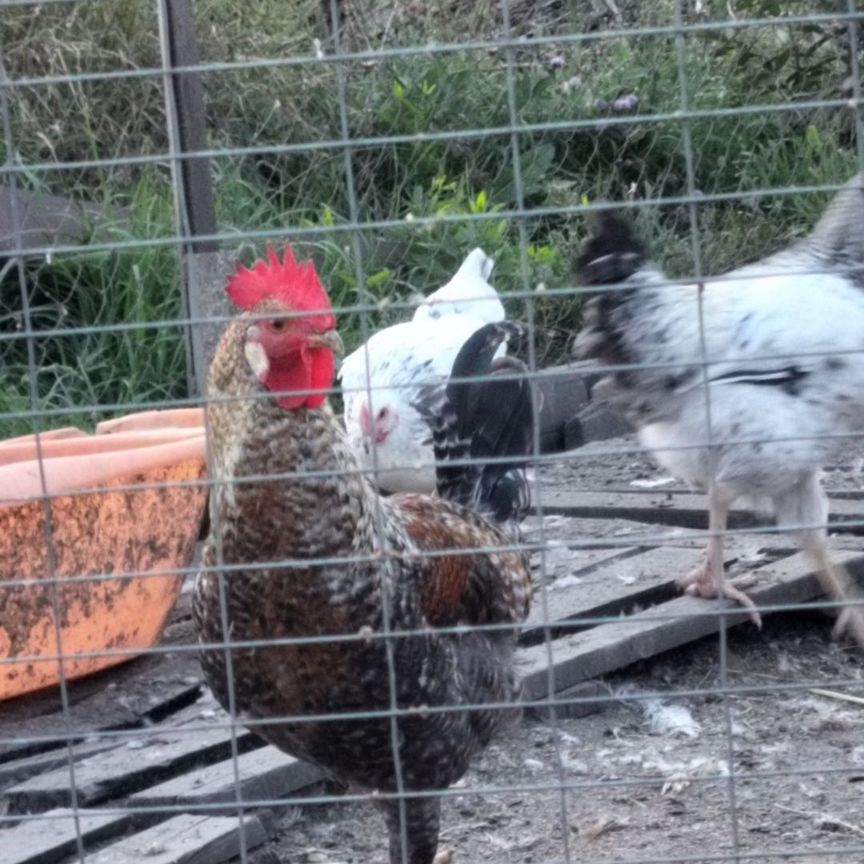 Молодые петухи