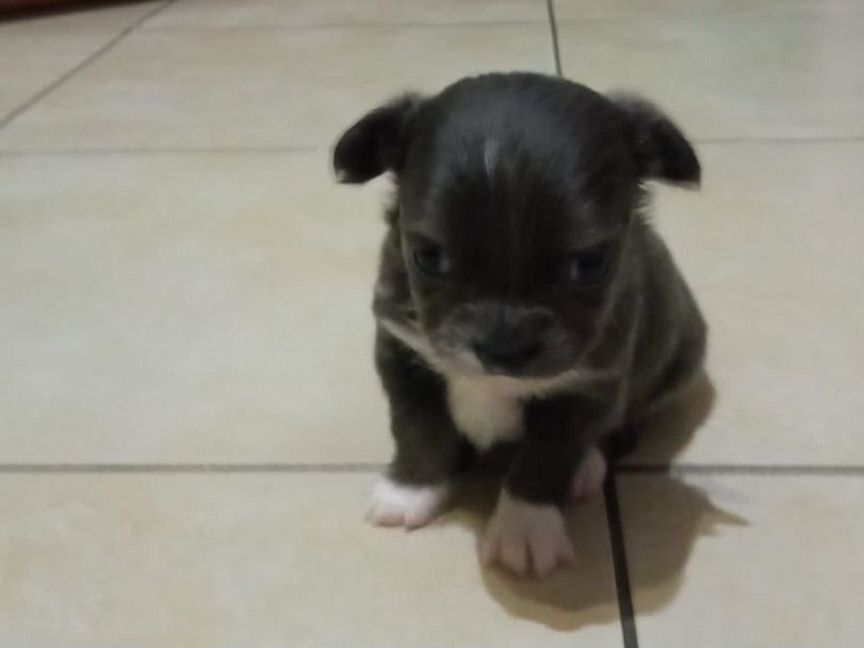 Чихуахуа мини щенки