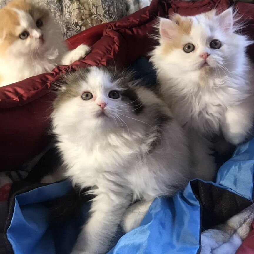 Шотландский вислоухий длинношёрстный котёнок