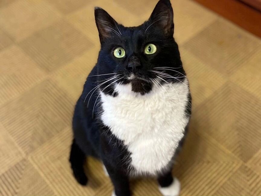 Котик во фраке Блэк