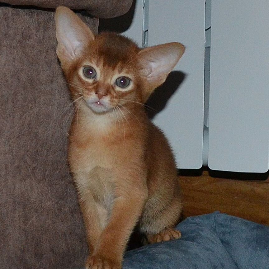 Шикарная Абиссинкая девочка