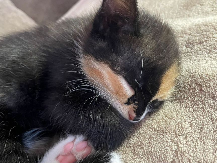 Кошка