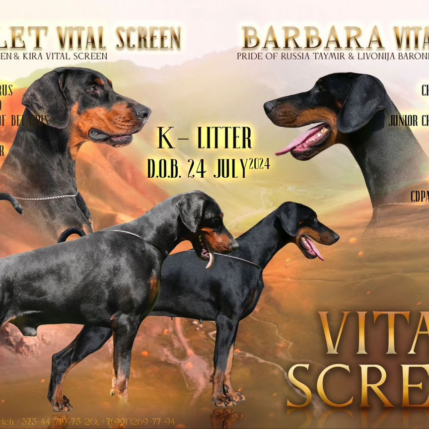 Щенок Добермана