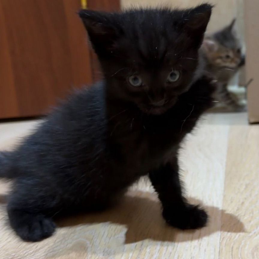 Котенок в добрые руки