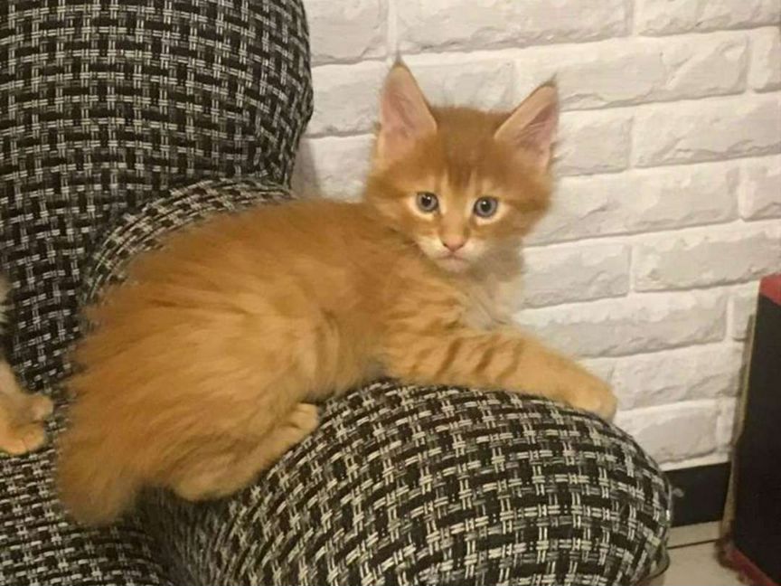 Большие шилопопики парни и девочки