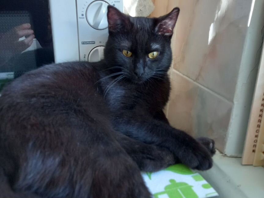 Котик по имени Такер ищет дом