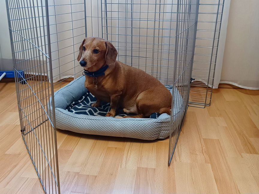 Вольер для собак/щенков/кошек 8 секций