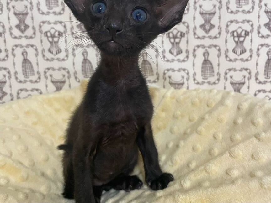 Ориентальные котята