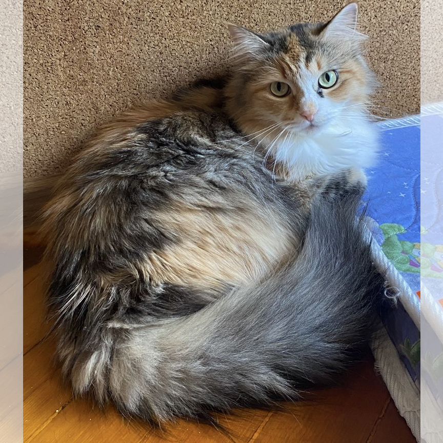 Кошка Люся ищет доброго хозяина