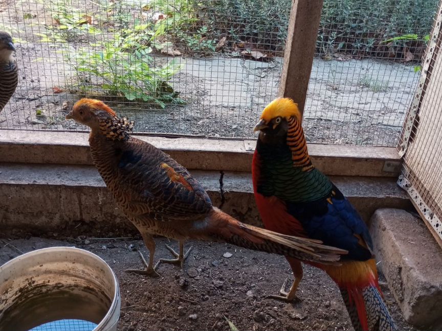 Фазаны золотые