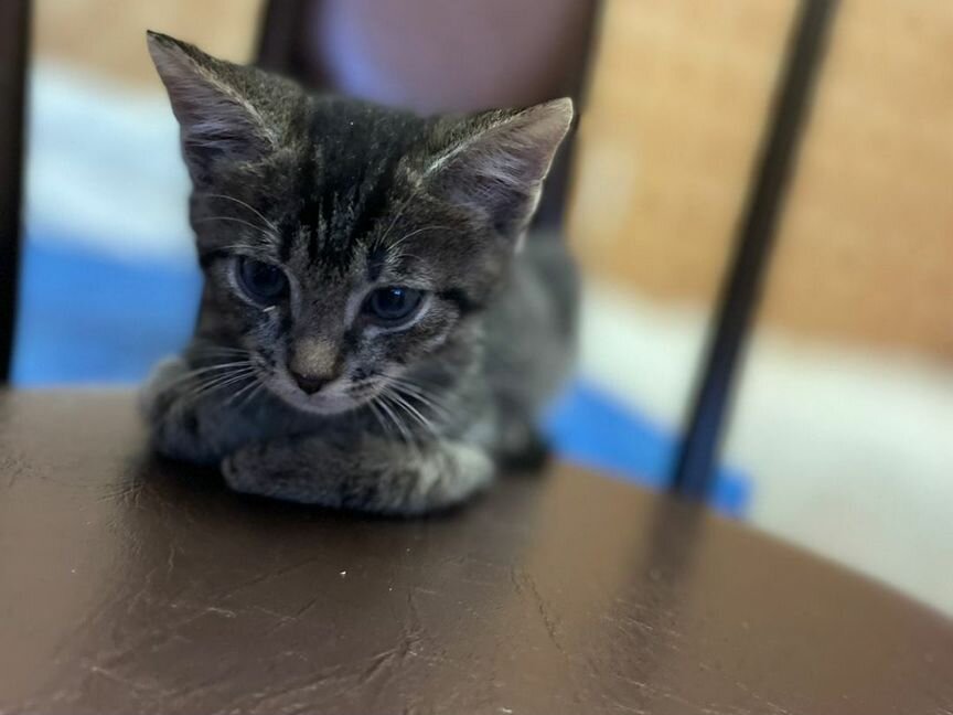 Котейки в добрые ручки)