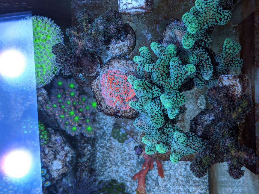 Морские кораллы, аквариум