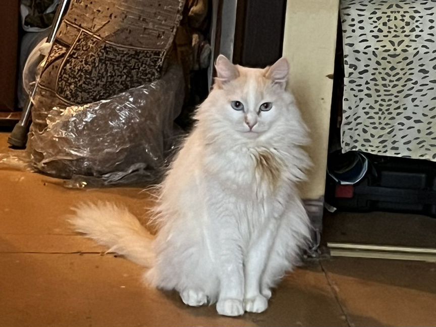 Кот