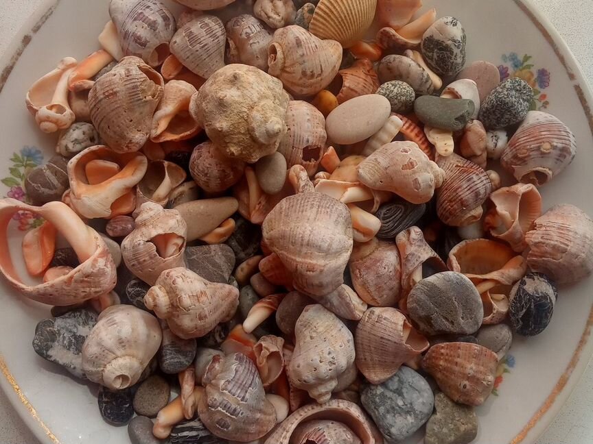 Продам ракушки -галька в аквариум