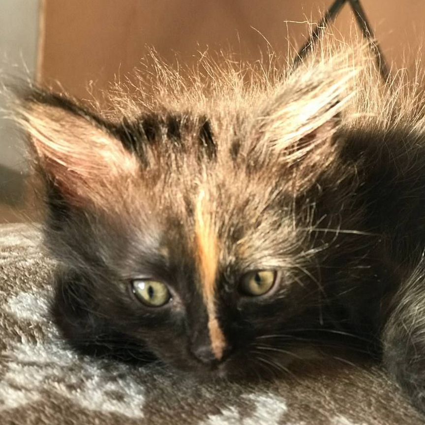 Котенок в добрые руки