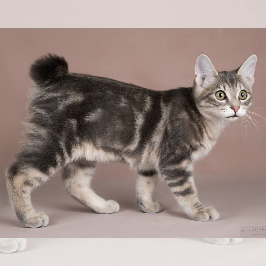 Курильский бобтейл продажа