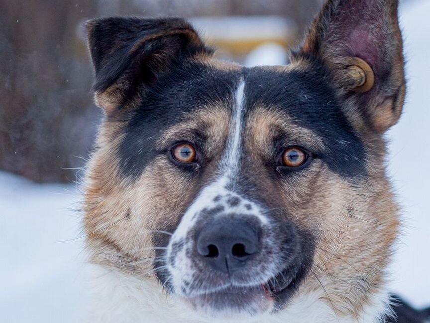 Пес Бим в добрые руки