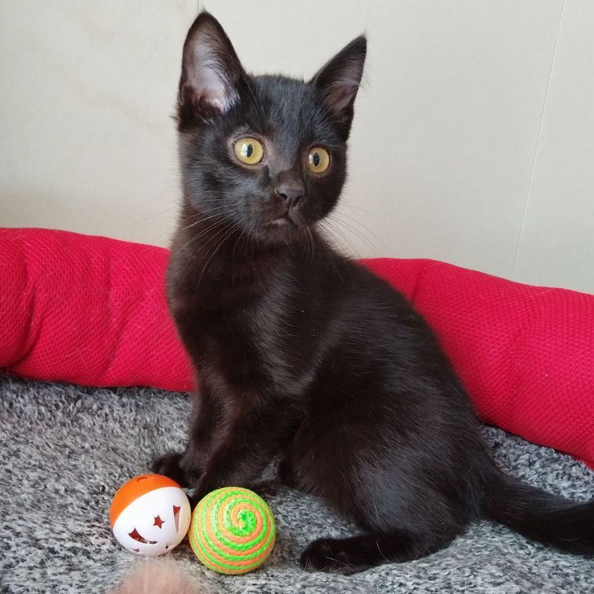 Котёнок в добрые руки