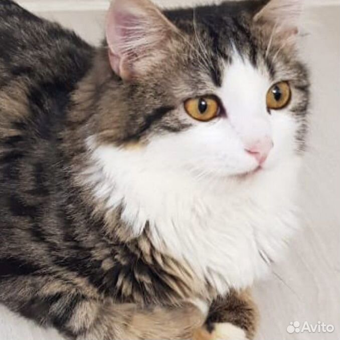 Кастрированный, привитый котик ищет дом