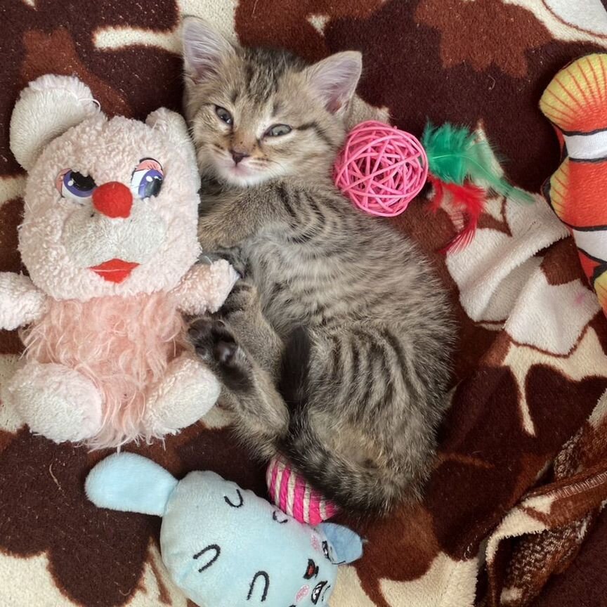 Котёнок в добрые руки