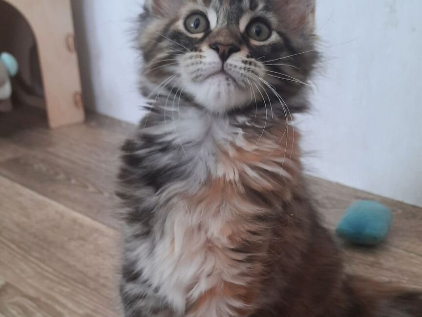 Котята мейн-кун