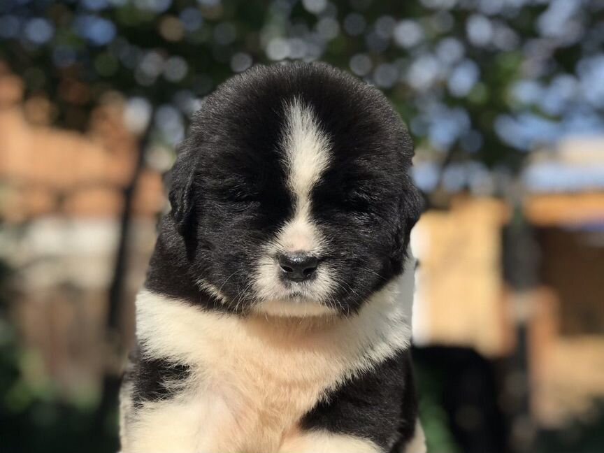 Ньюфаундленд щенки