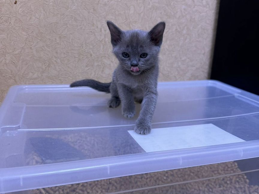 Котята европейской бурмы