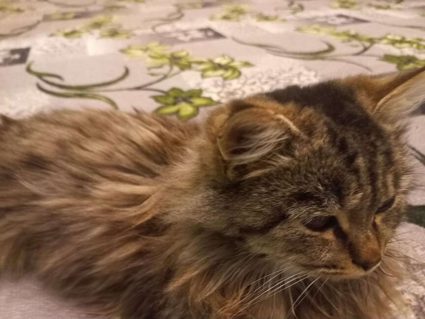 Кошка в добрые руки бесплатно