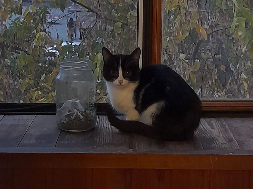 Отдам котенка в добрые руки девочка