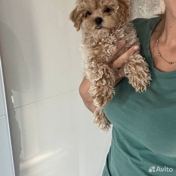 Мальтипуф1 шикарные малыши с невероятной шерсткой