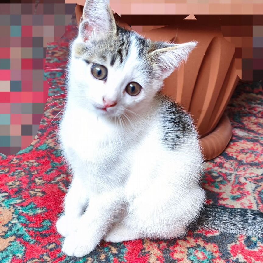 Котёнок в добрые руки