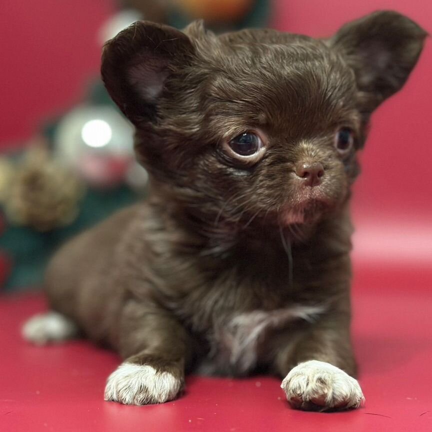 Чихуахуа, щенок