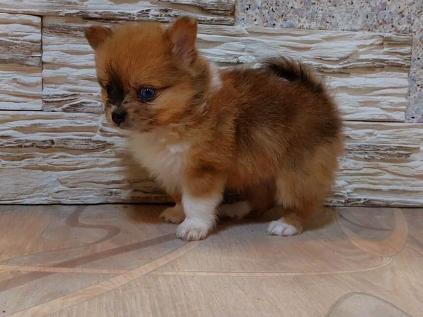 Голубоглазая красотка