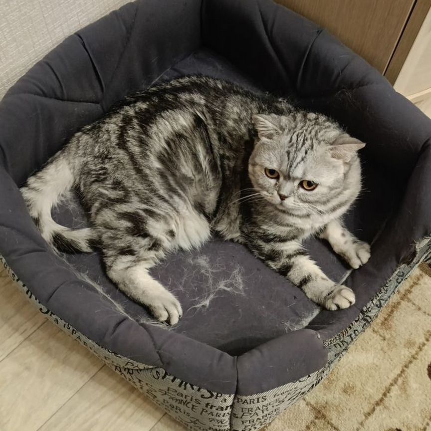 Отдам кошку в добрые руки