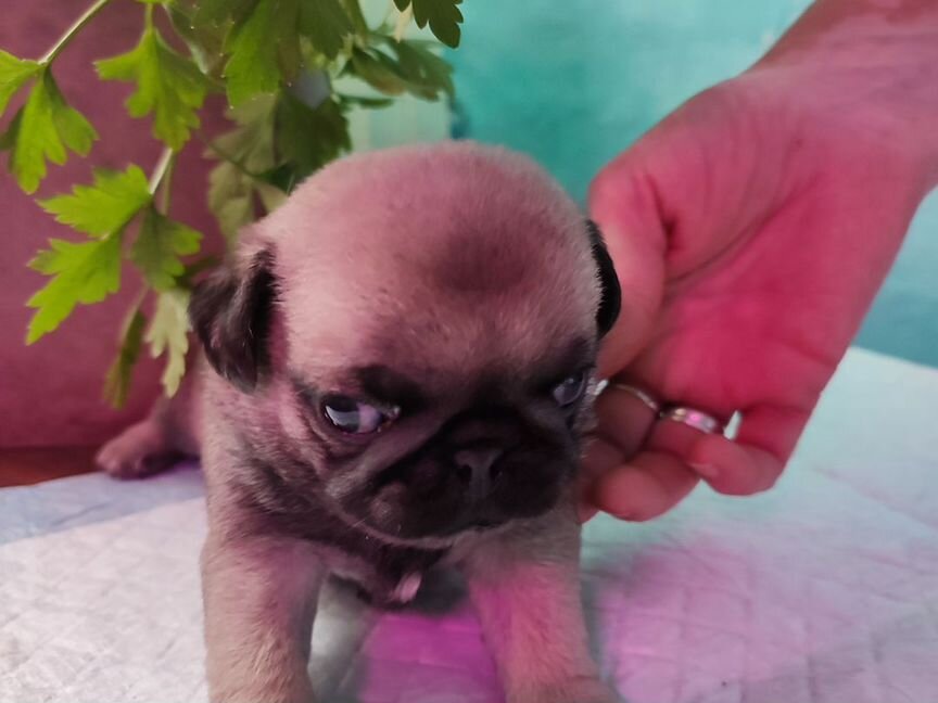 Щеночки мопсики