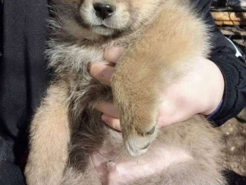 Мальчик, в хорошие ручки, бесплатно