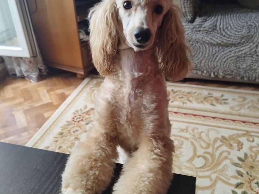 Карликовый пудель девочка