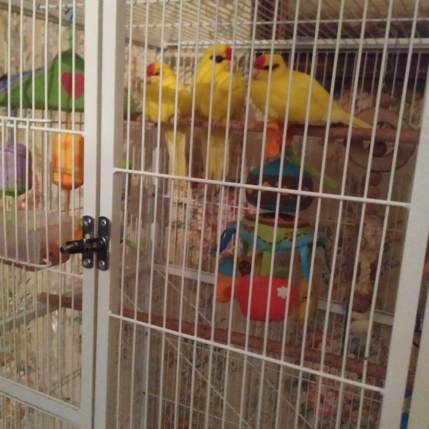 Попугай какарик