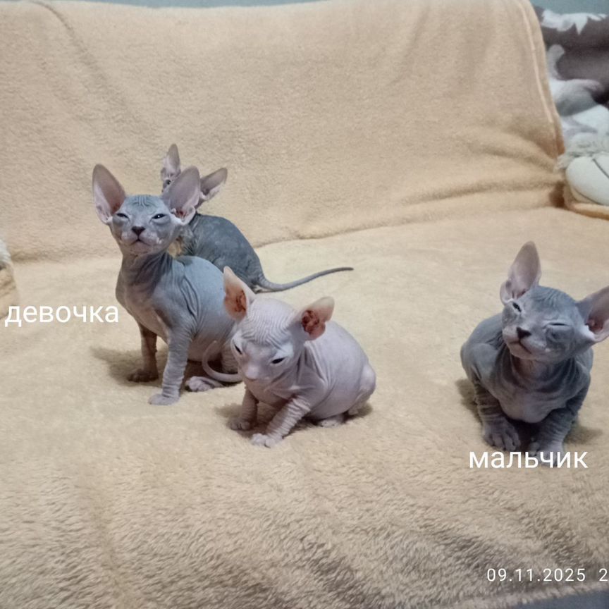 Донской сфинкс котёнок
