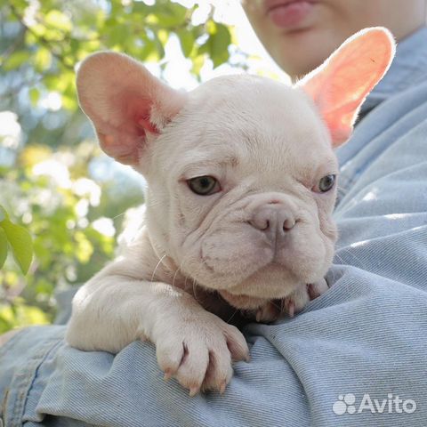 Французский мини мальчик