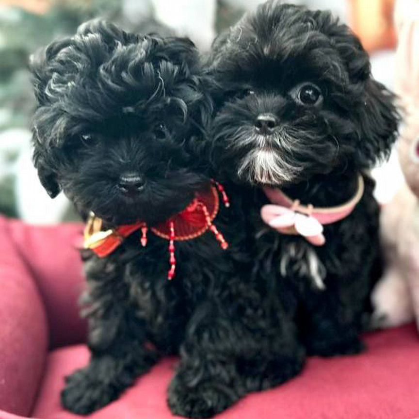 Мальтипу щенок, чёрный