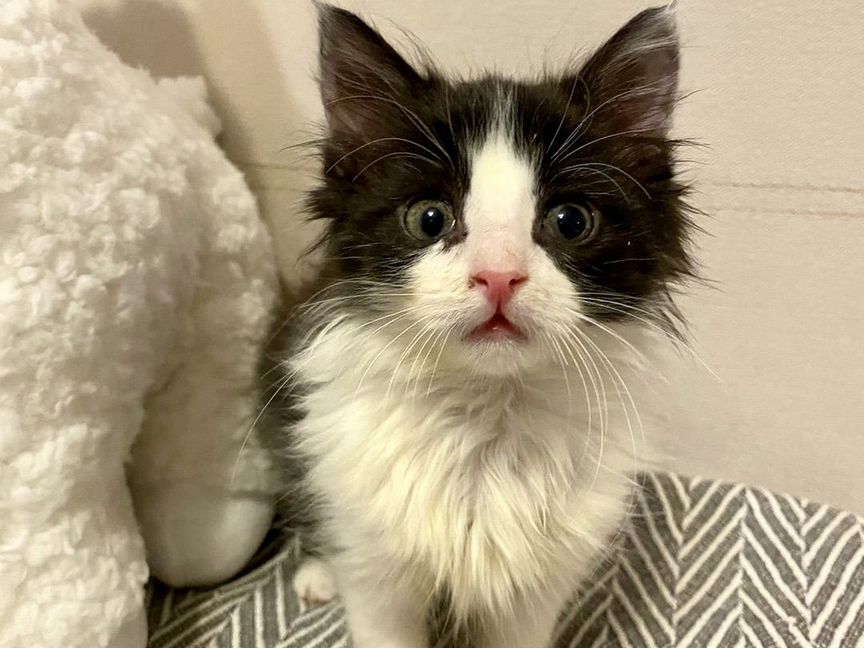 Потешный котенок Пупа ждет укотовления
